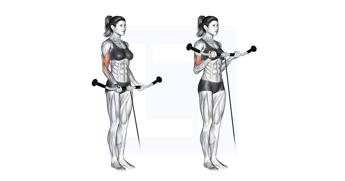 Cable Curl Guide Benefits And Form