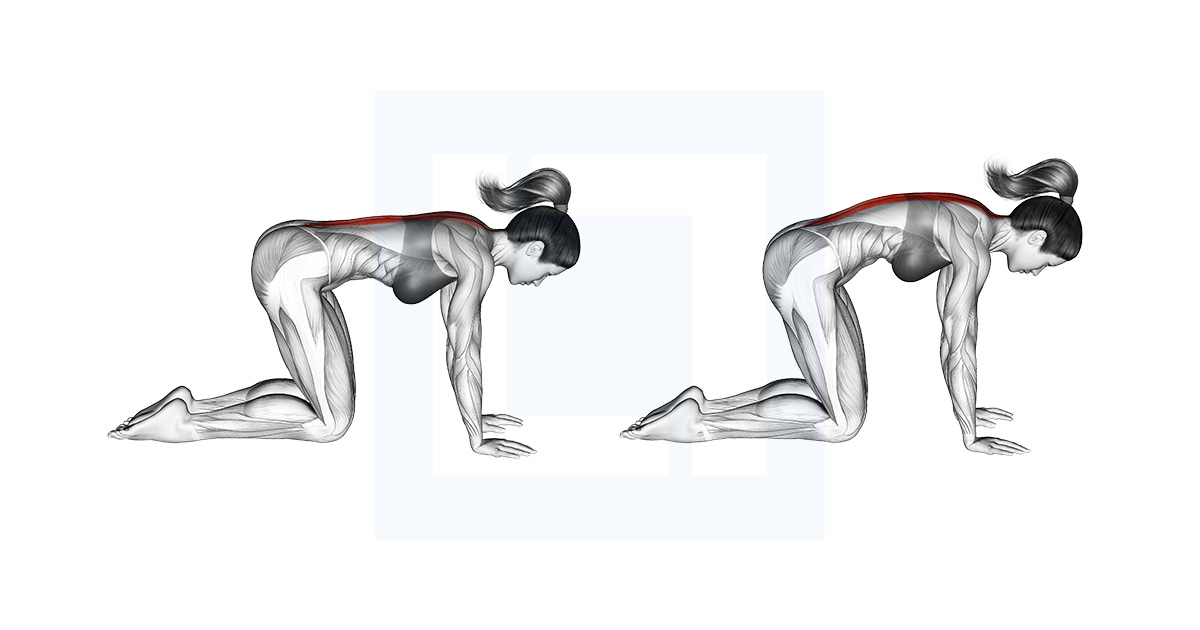 Cat Stretch Guide Benefits And Form