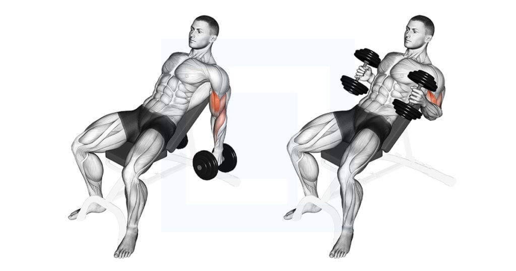Dumbbell Incline Hammer Curl Guide Benefits And Form