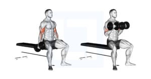 DB Seated Curl: Seated Dumbbell Bicep Curl