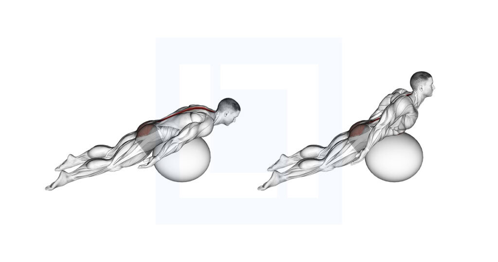 Ex Ball Back Extension Knees Off