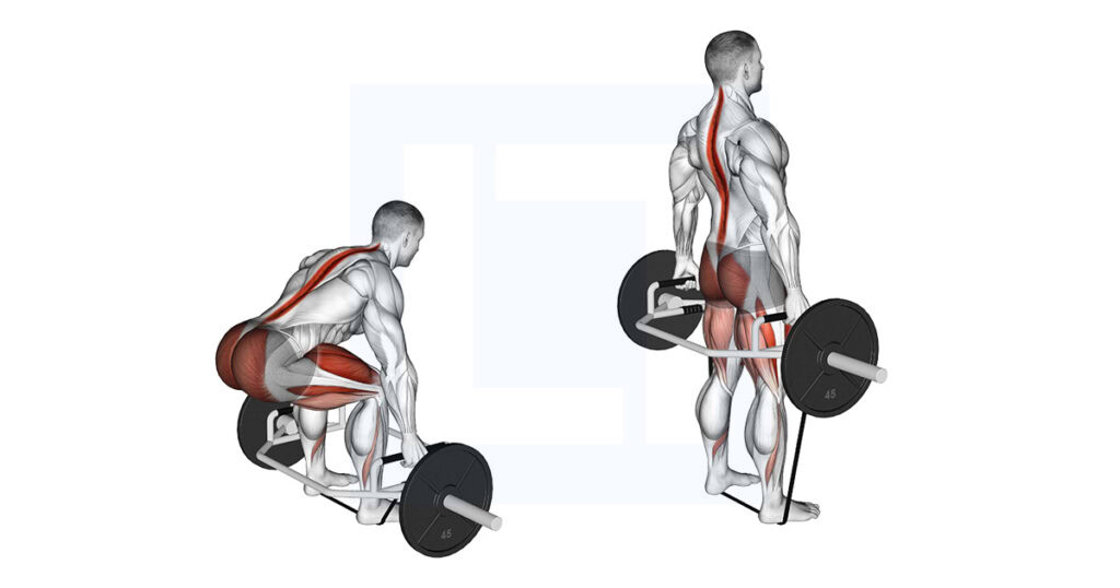 Bird Dog: Quadruped Opposite Arm and Leg Raise